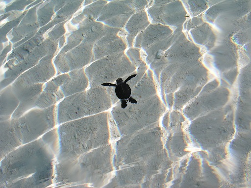 10 fun facts about Sea Turtles! | Blue Season Bali