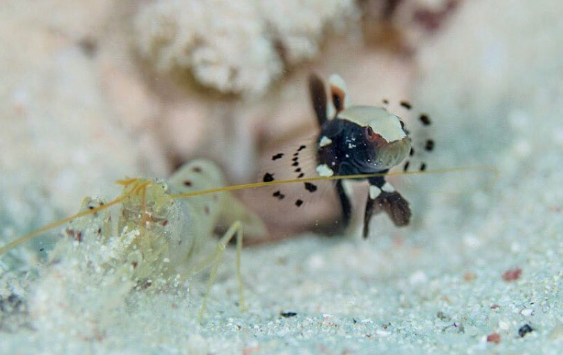 Pistol Shrimp And Goby