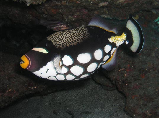 Bali Specialty Diving Courses: AWARE Fish Identification | Blue Season
